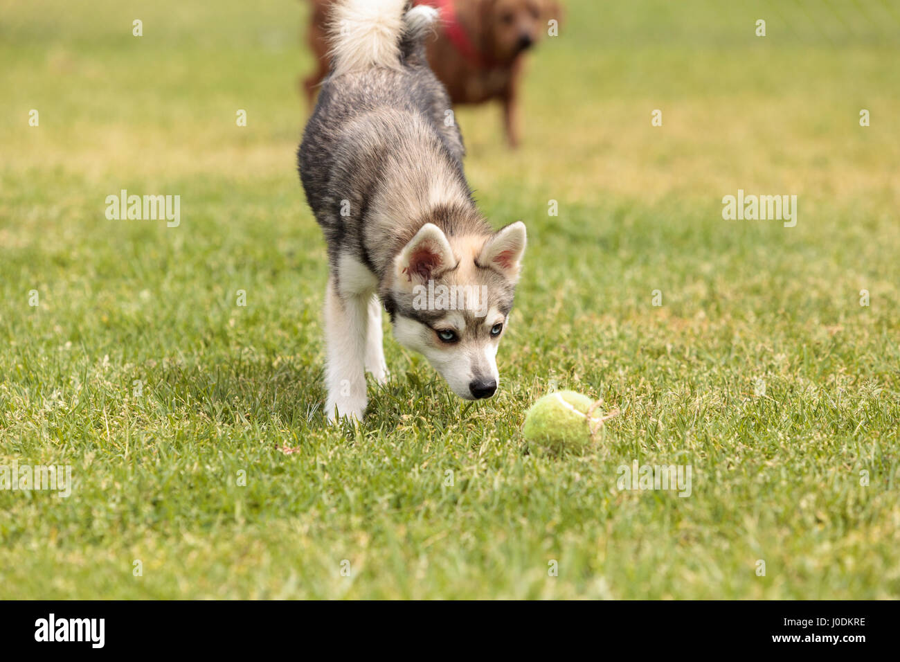 Siberian husky dog mix plays in a dog park in summer Stock Photo - Alamy