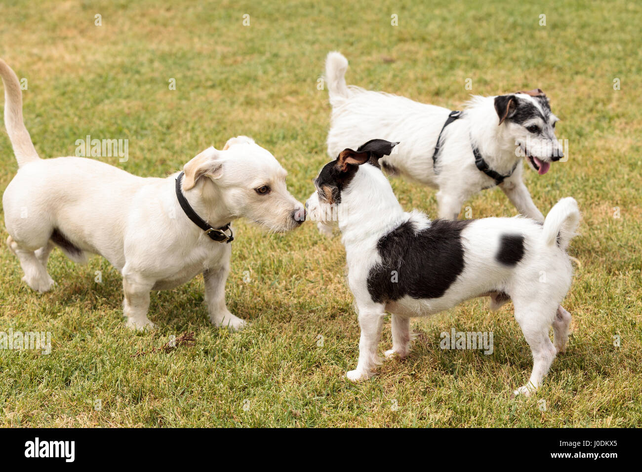 Group of terrier dog mixes play in a dog park in summer Stock Photo - Alamy