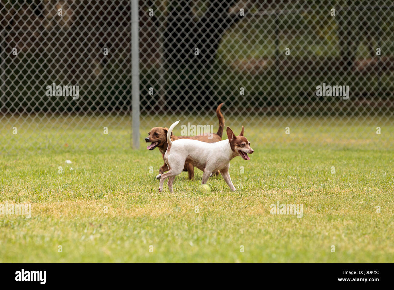 Group of terrier dog mixes play in a dog park in summer Stock Photo - Alamy