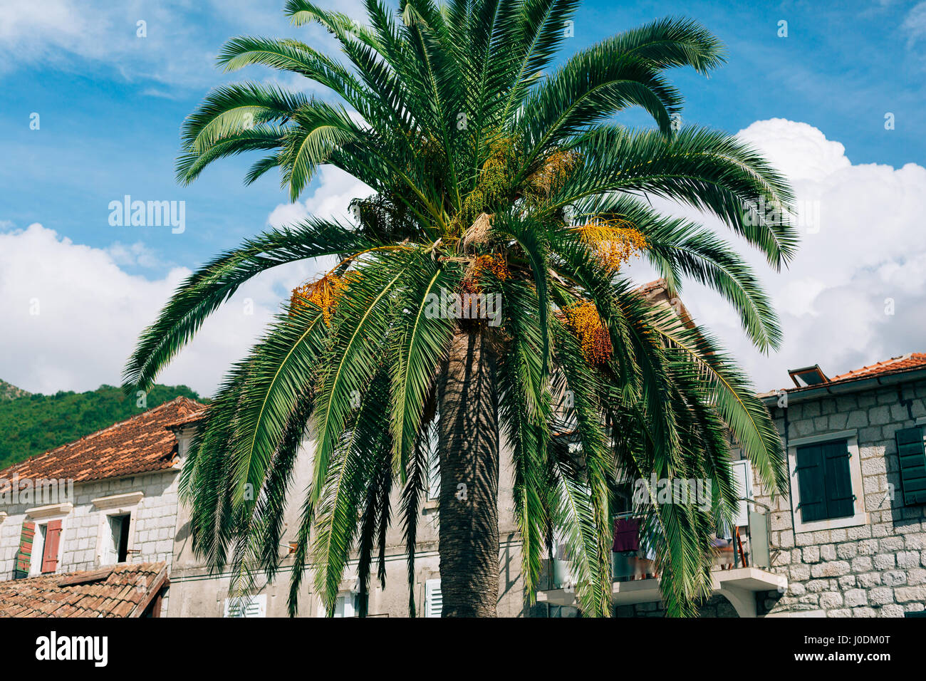 Palm tree. Date tree in Montenegro Stock Photo - Alamy