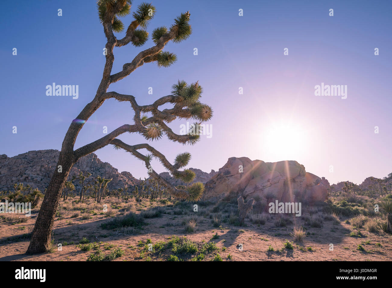 Desert landscape and Joshua Trees in the early morning. Joshua Tree ...