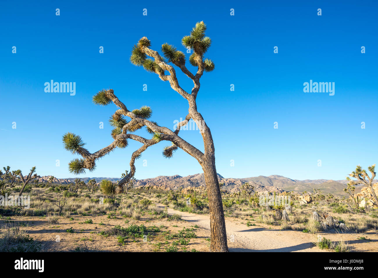 Joshua trees park hi-res stock photography and images - Alamy