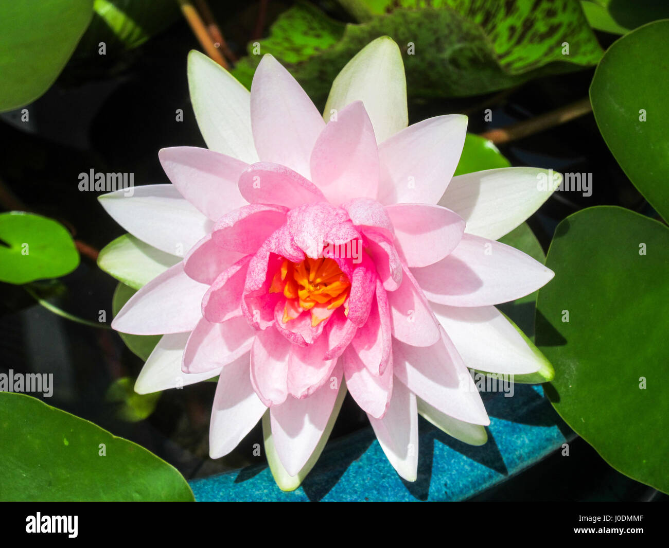 Nymphaeaceae flower hi-res stock photography and images - Alamy