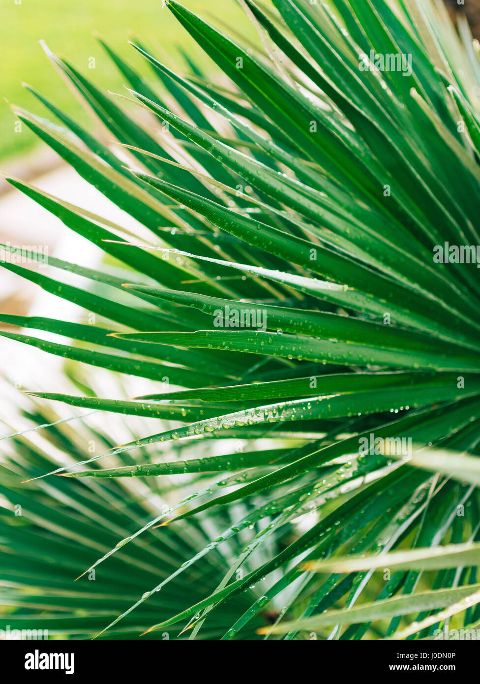 A branch of a palm tree close-up Stock Photo - Alamy
