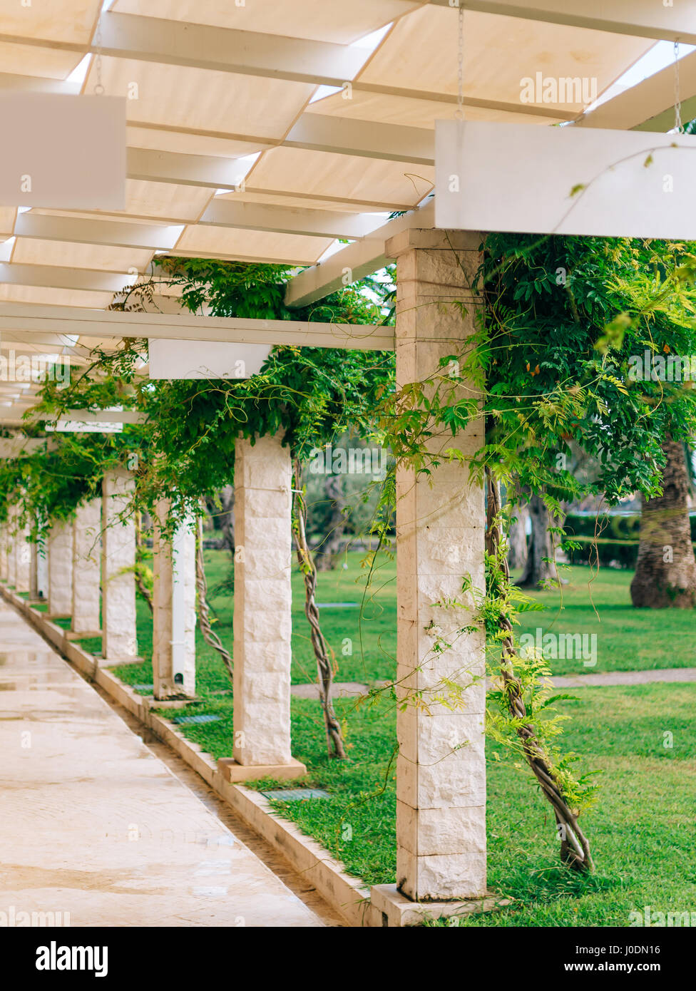 Flowering tree wisteria in Montenegro, the Adriatic and the Balk Stock ...
