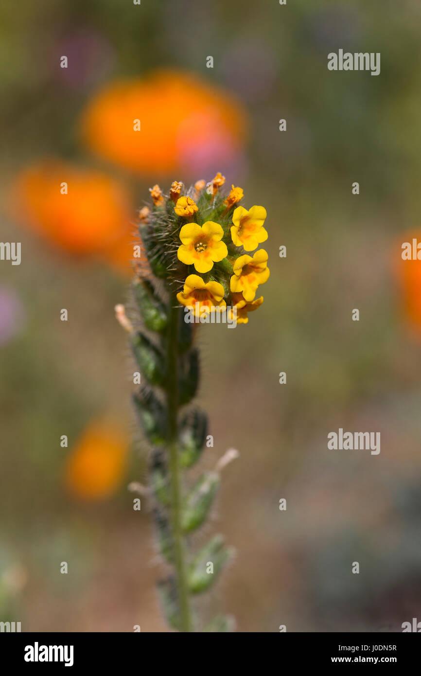 Fiddleneck High Resolution Stock Photography and Images - Alamy