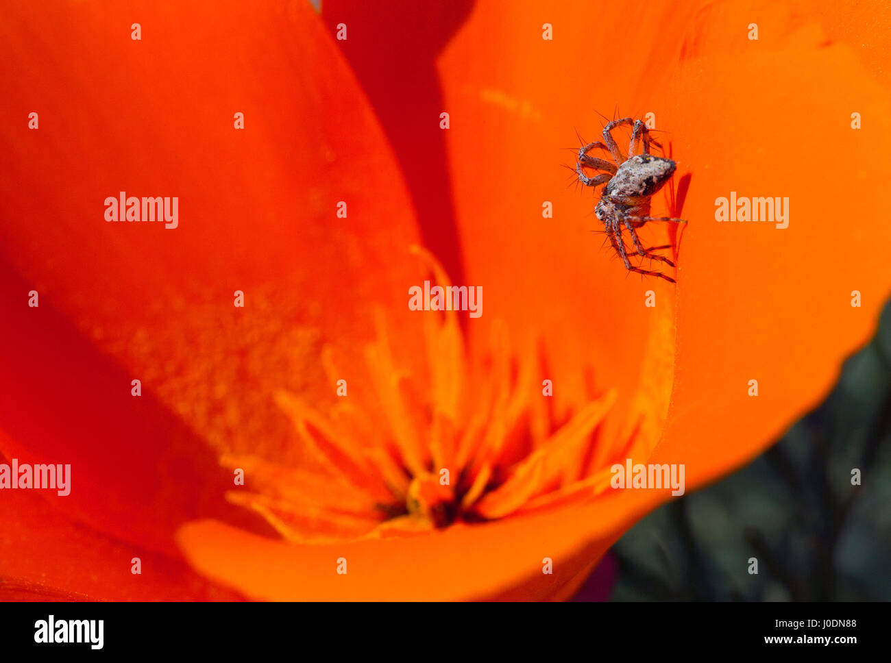 California Poppy with Jumping Spider Stock Photo - Alamy