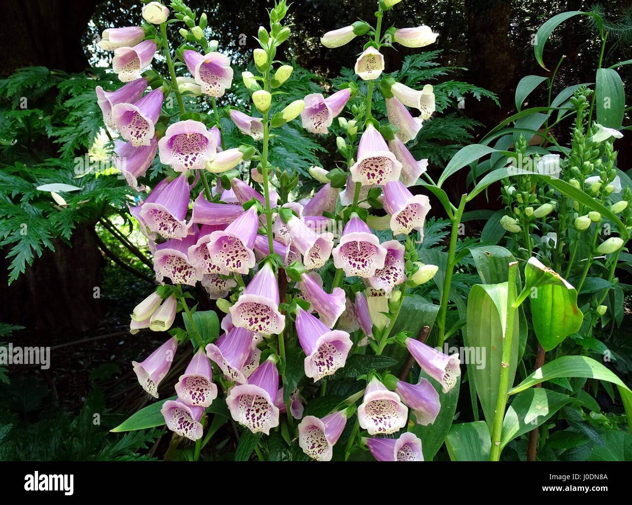 Foxglove foliage hi-res stock photography and images - Alamy