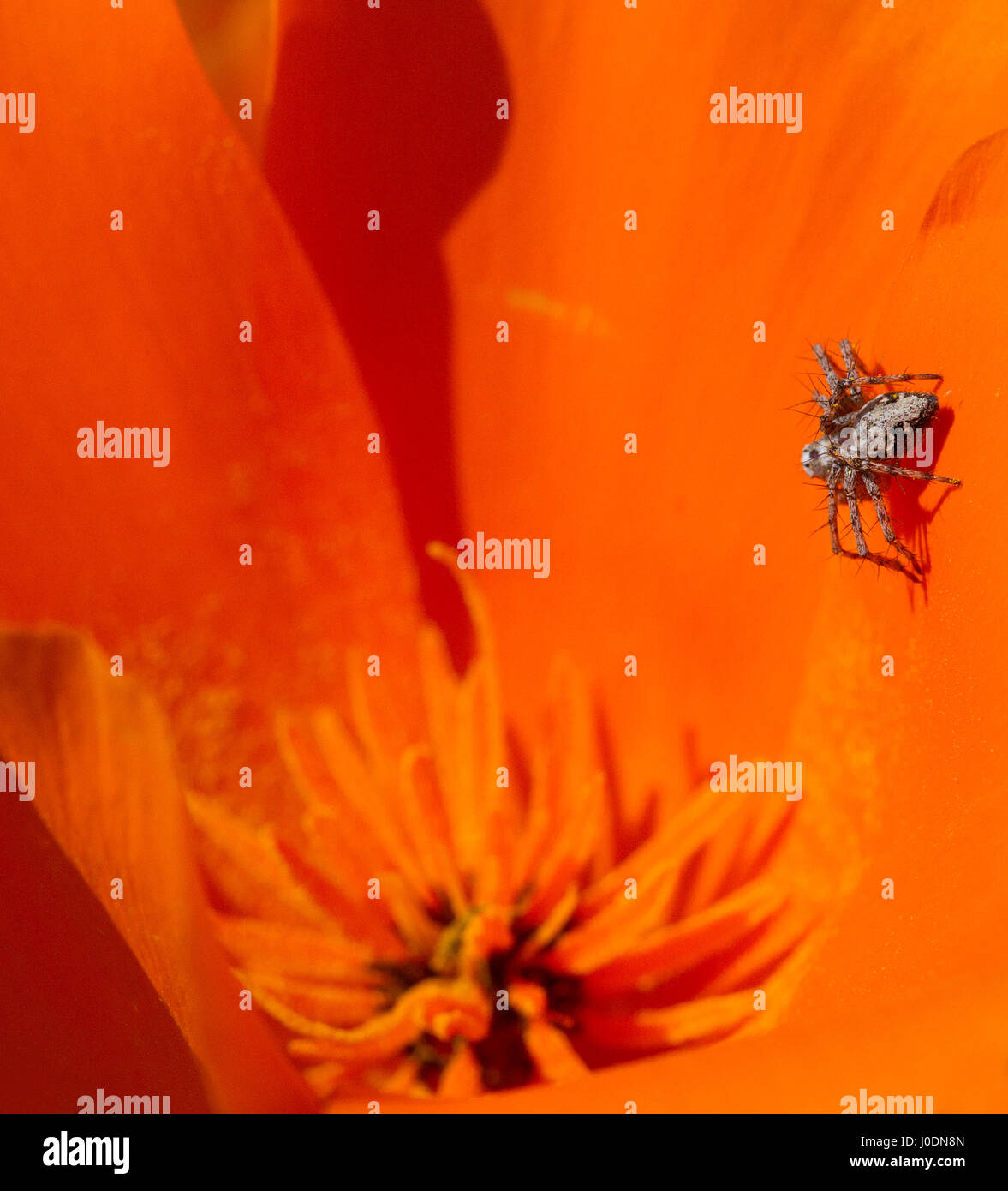 California Poppy with Jumping Spider Stock Photo - Alamy