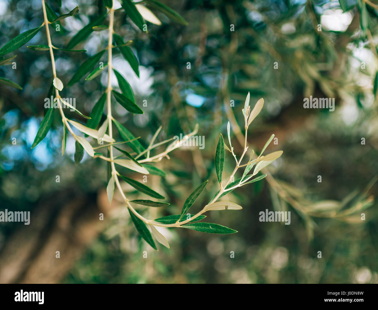 Olive branch with leaves close-up. Olive groves and gardens in M Stock ...