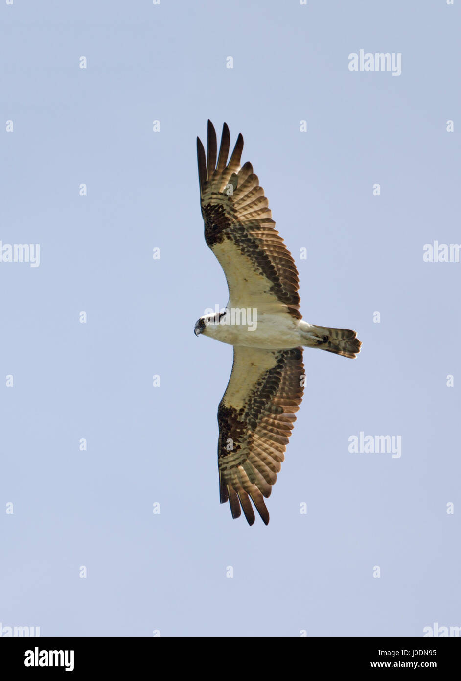 Osprey in Flight Stock Photo - Alamy