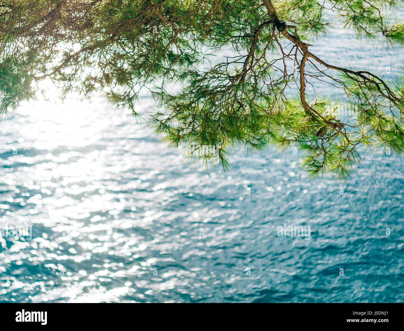 Branches of pine trees in Montenegro Stock Photo - Alamy