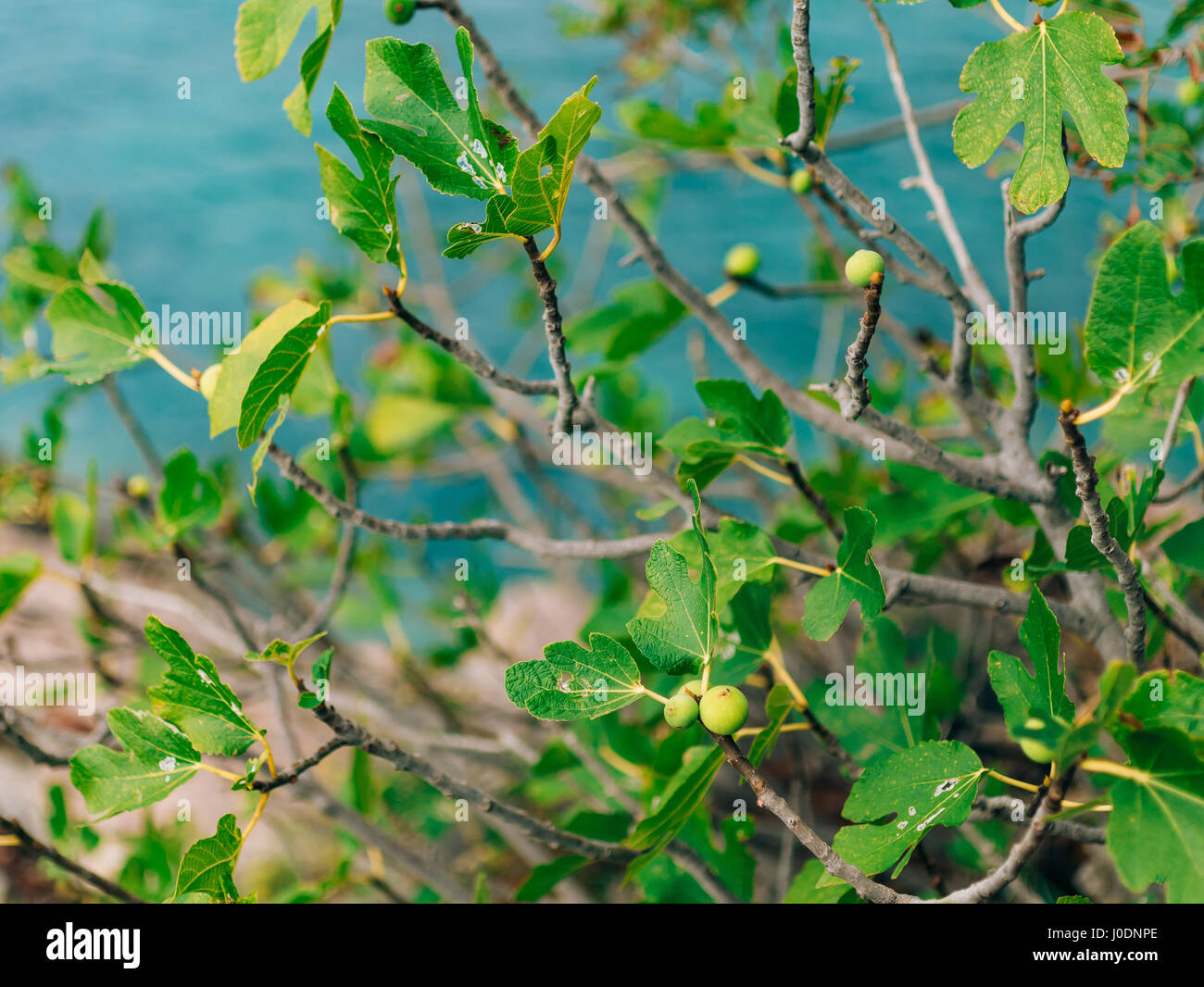 Fig trees, small fruits. Ripening figs Stock Photo - Alamy