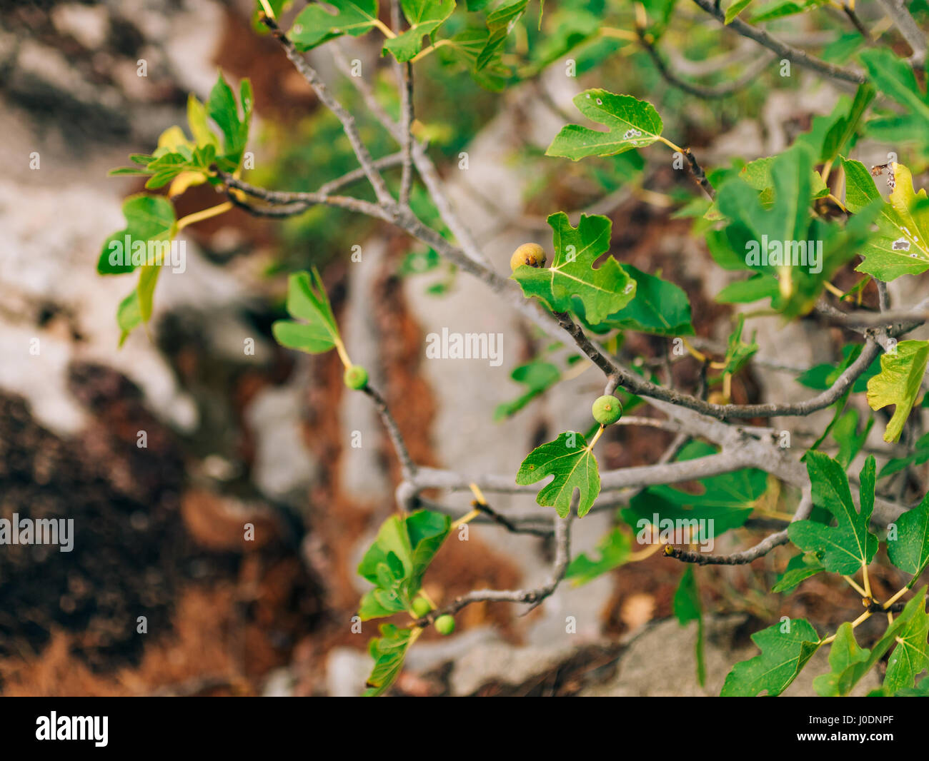 Fig trees, small fruits. Ripening figs Stock Photo - Alamy