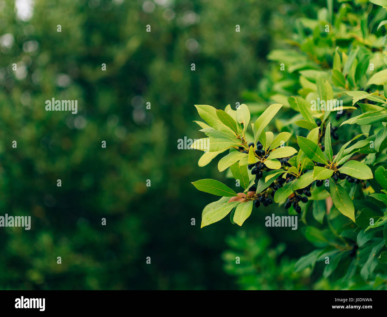 Leaves of laurel and berries on a tree. Laurel leaf in the wild Stock ...