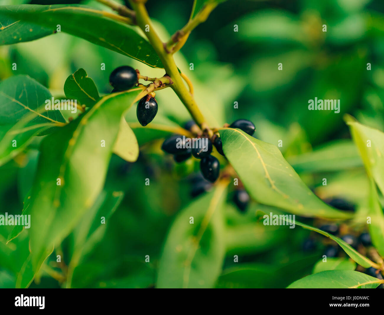 Laurus nobilis hedge hi-res stock photography and images - Alamy