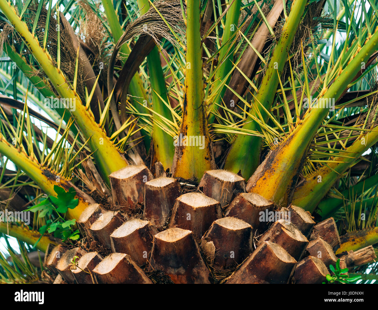 A branch of a palm tree close-up Stock Photo - Alamy