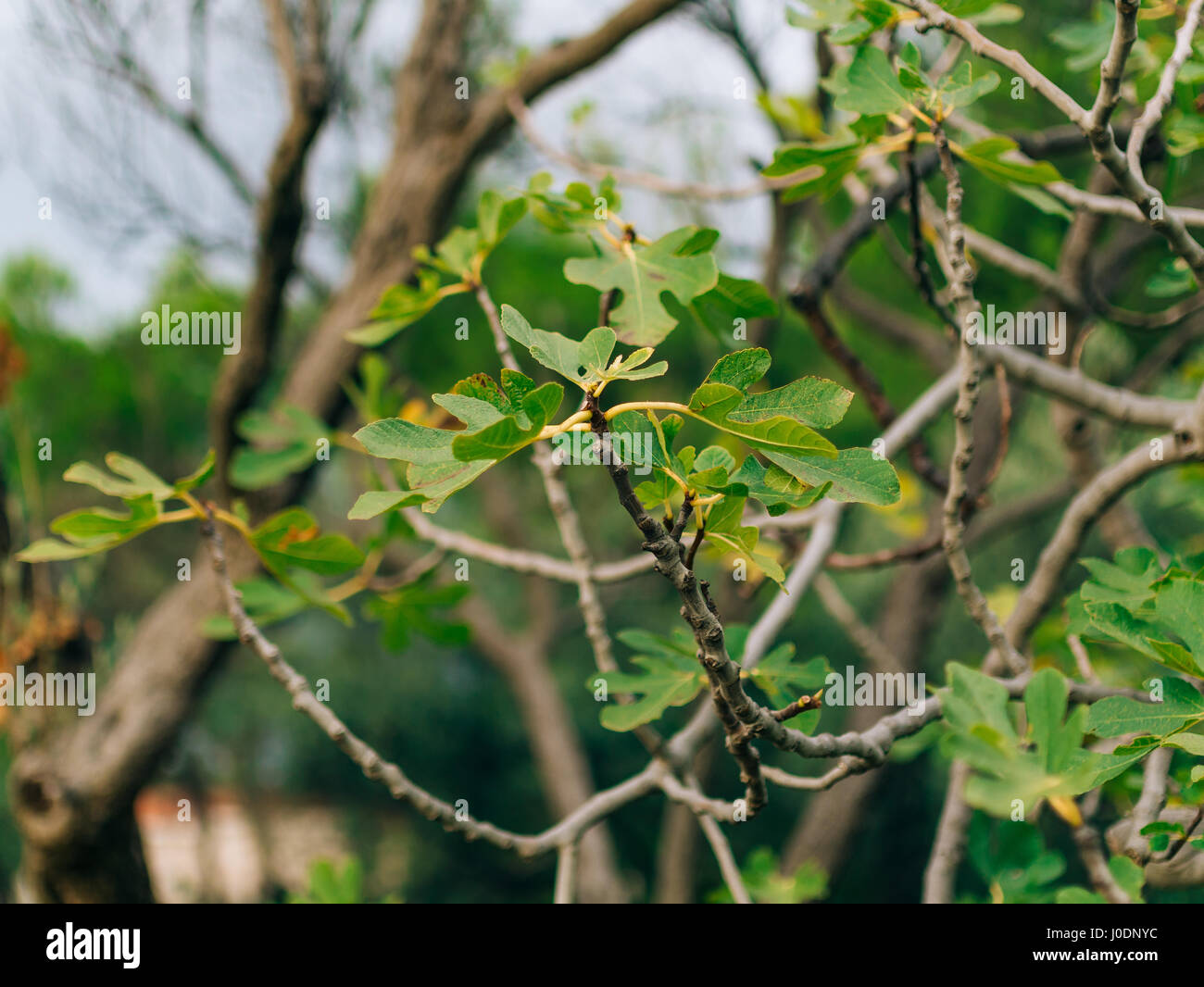 The leaves on the fig tree Stock Photo - Alamy