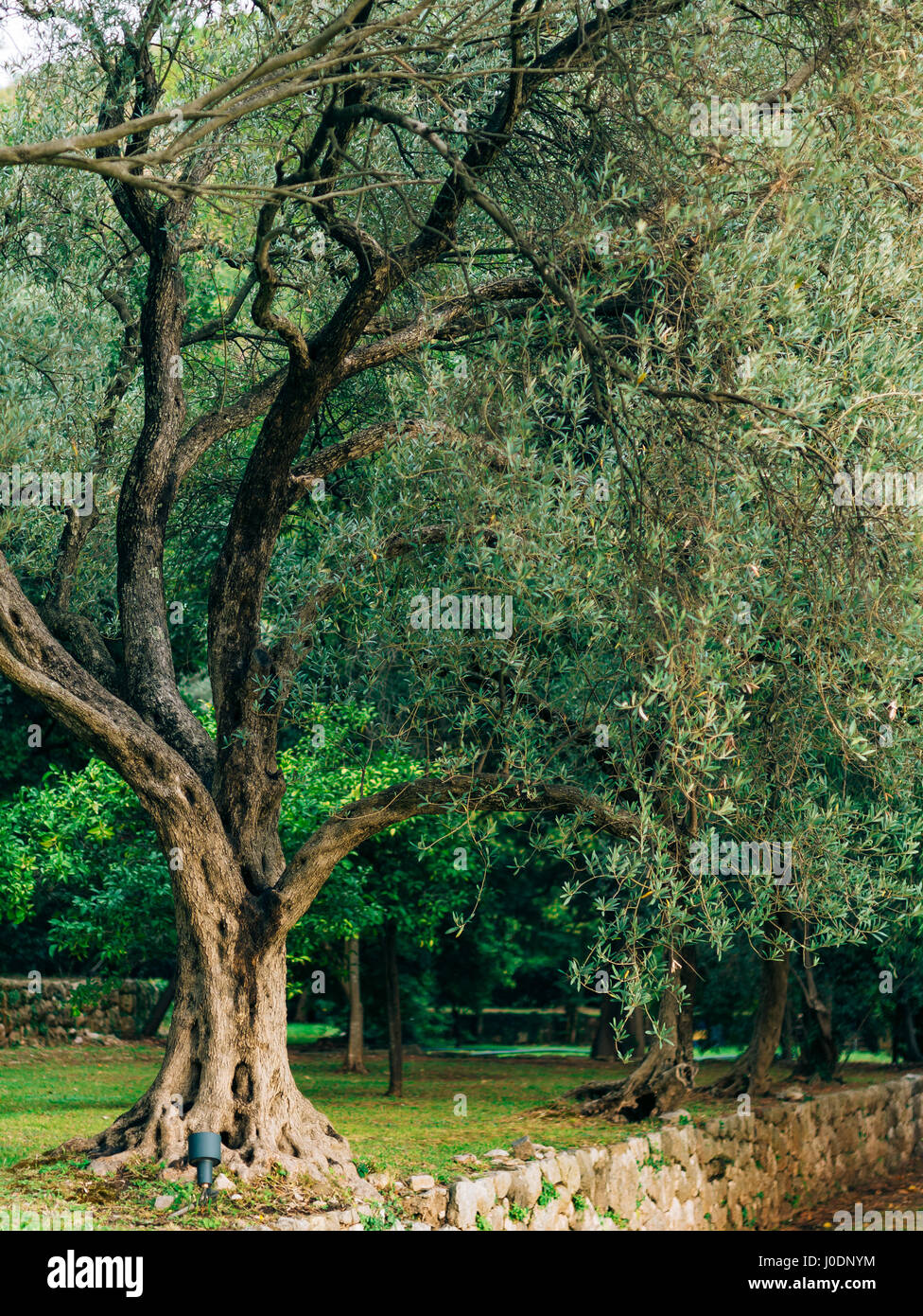 Olive Tree. Olive groves and gardens Stock Photo - Alamy