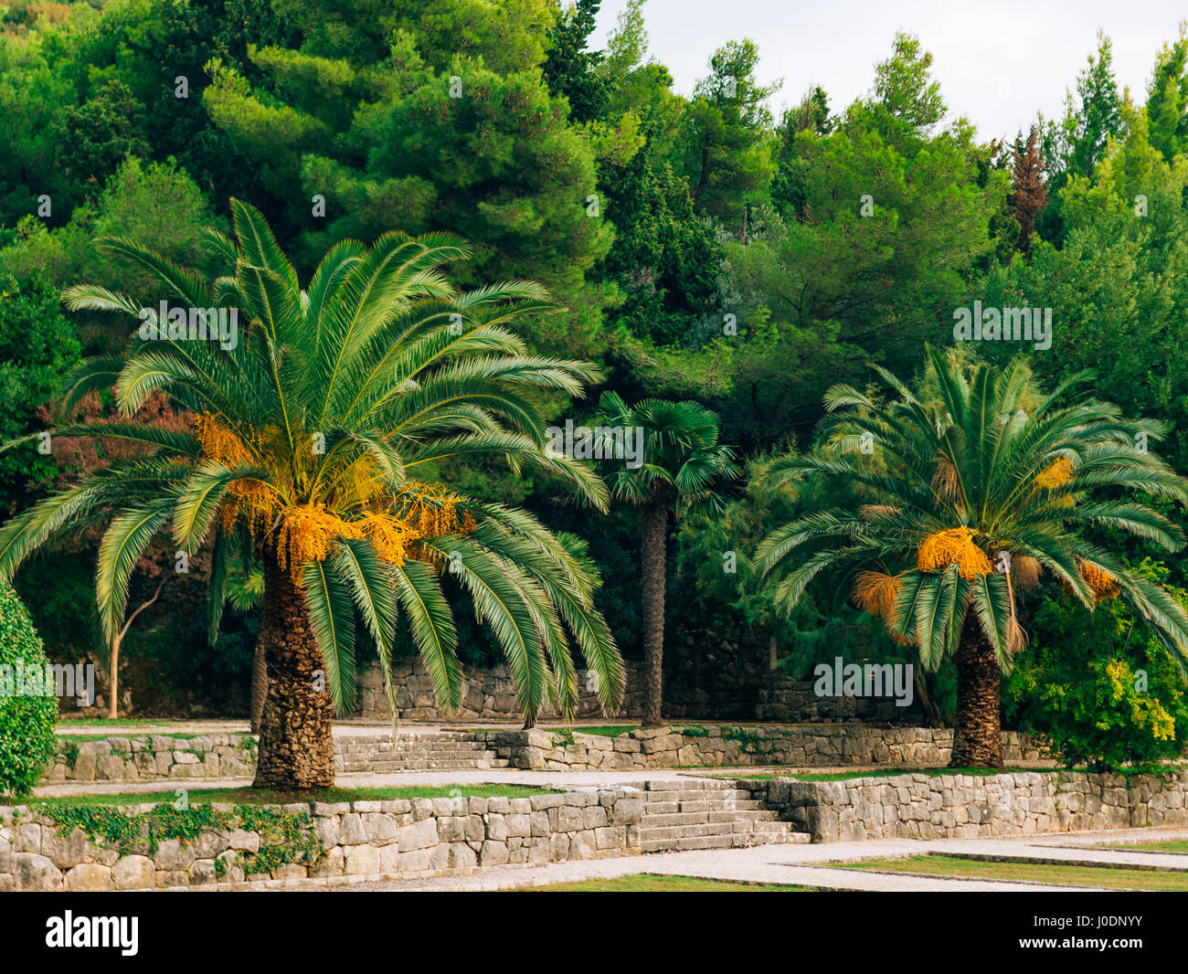 Date palm in Montenegro Stock Photo - Alamy