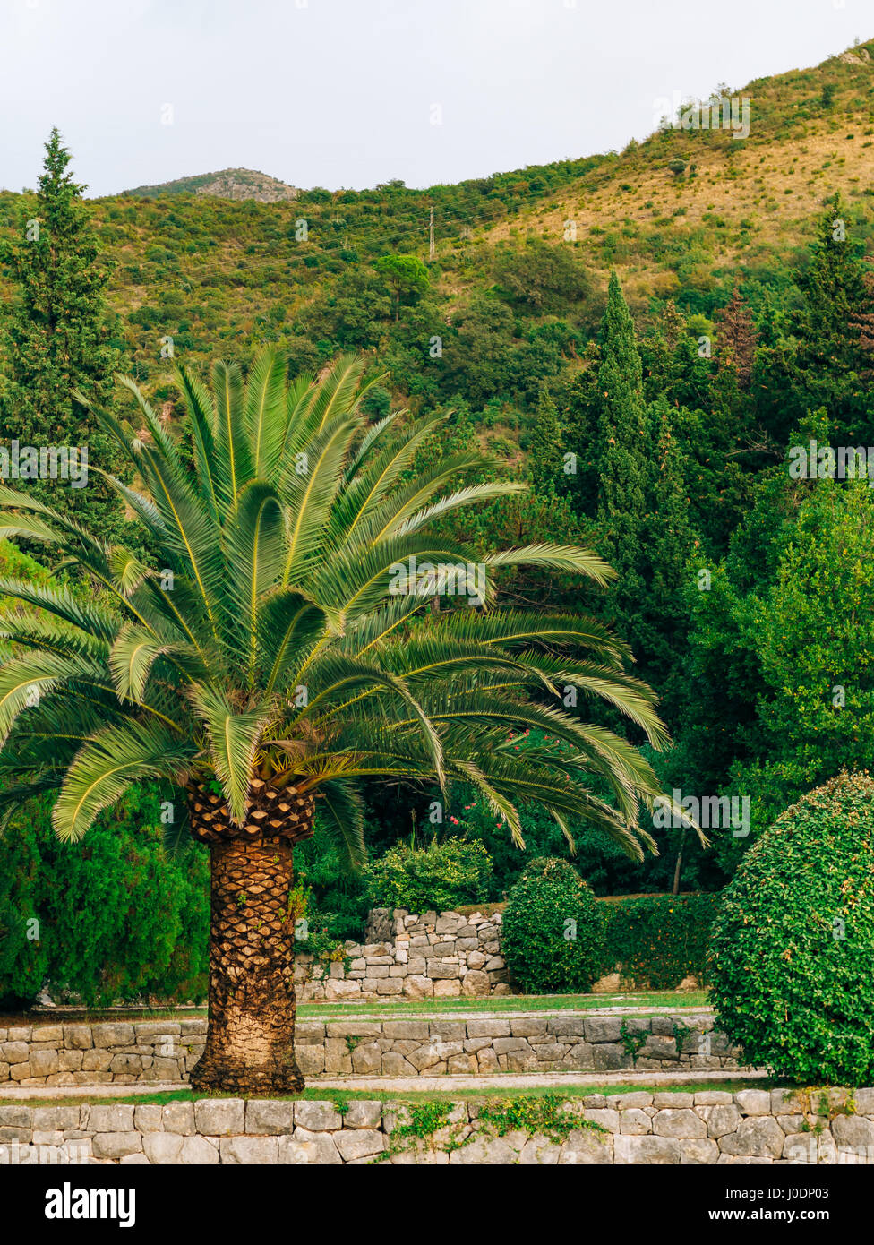 Palm tree. Date tree in Montenegro Stock Photo - Alamy