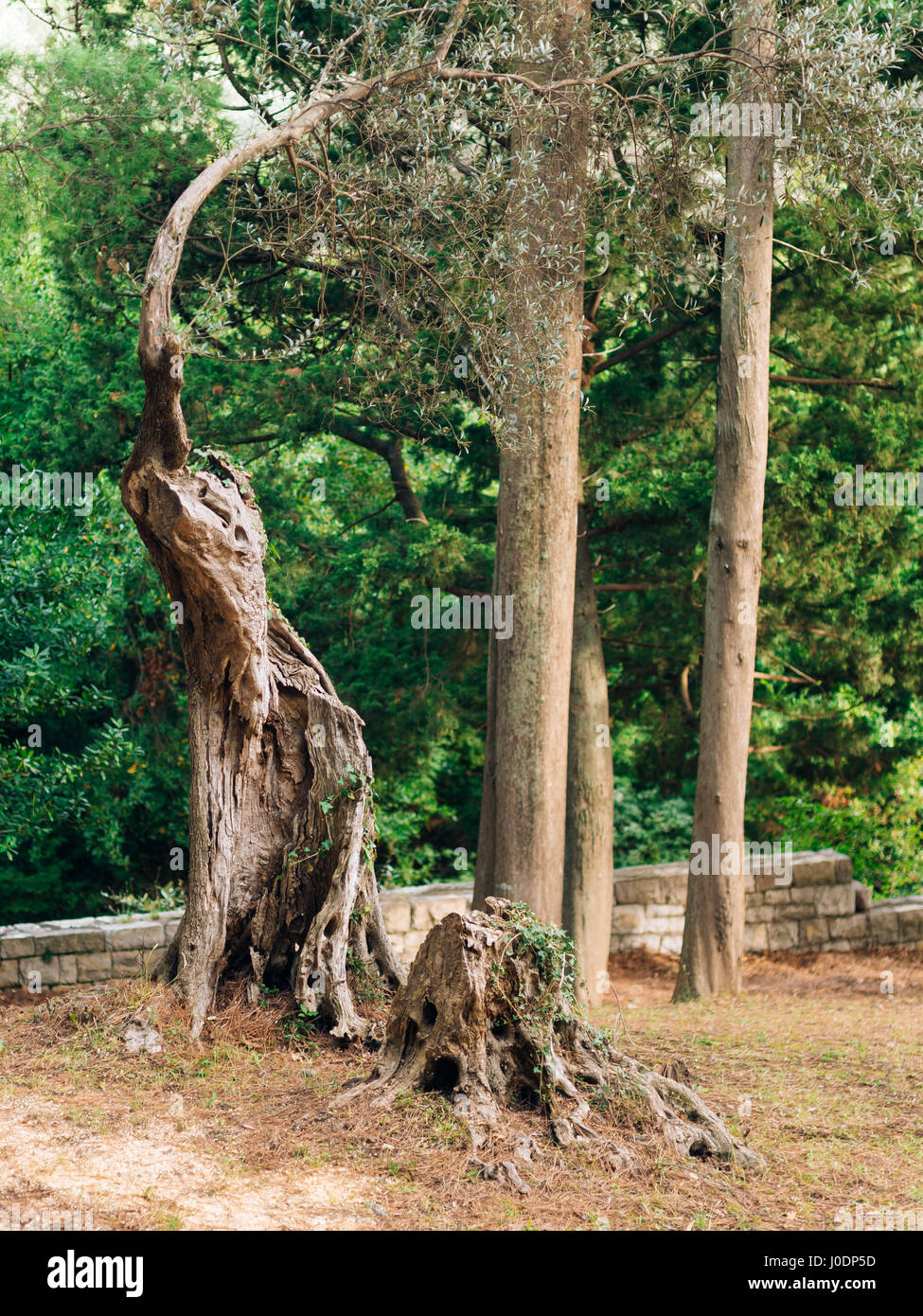 Olive Tree. Olive groves and gardens Stock Photo - Alamy