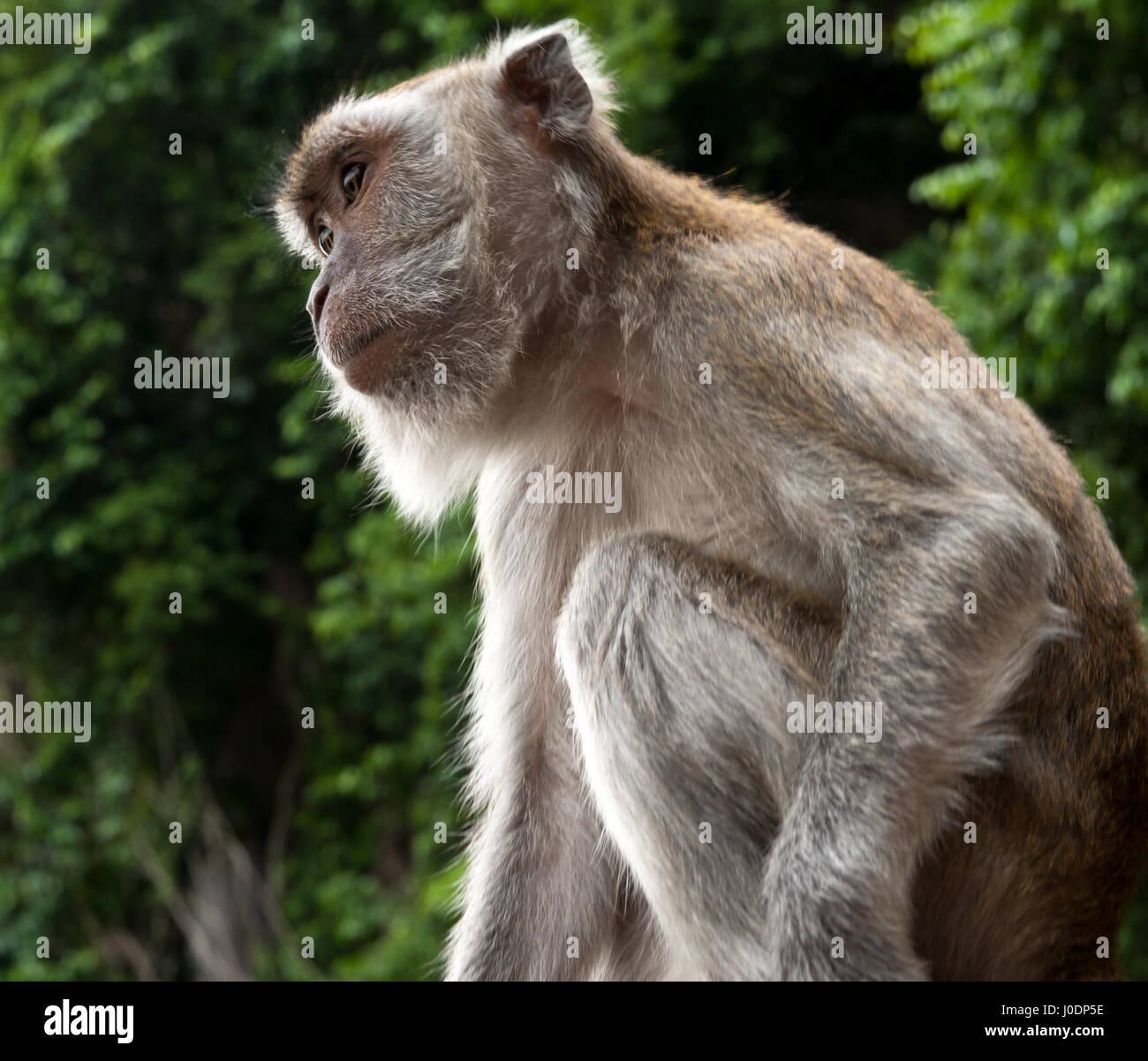 Macaque monkey squatting side-on looking like an old man Stock Photo ...
