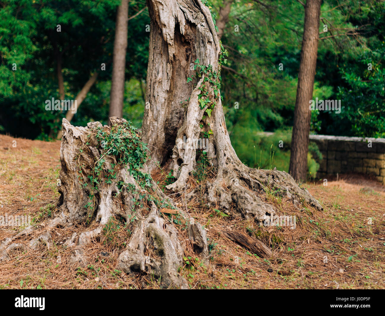 Olive Tree. Olive groves and gardens Stock Photo - Alamy