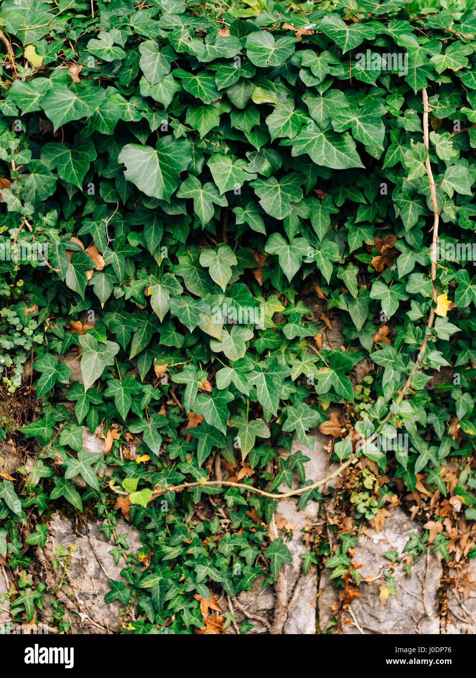 Trees overgrown with ivy. Texture of wild plants Stock Photo - Alamy