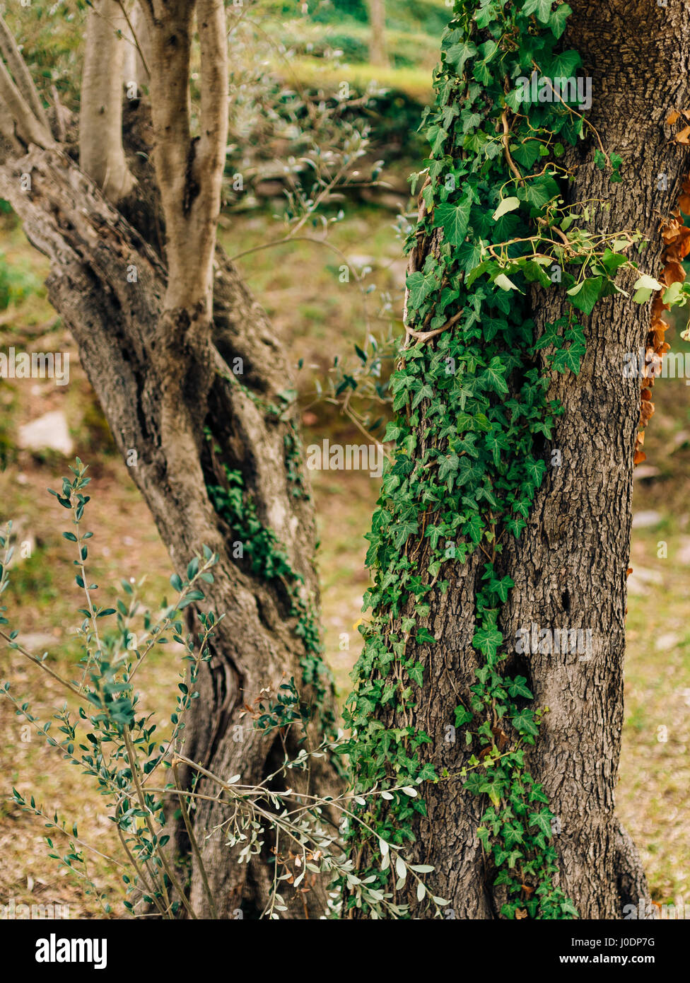 Trees overgrown with ivy. Texture of wild plants Stock Photo - Alamy