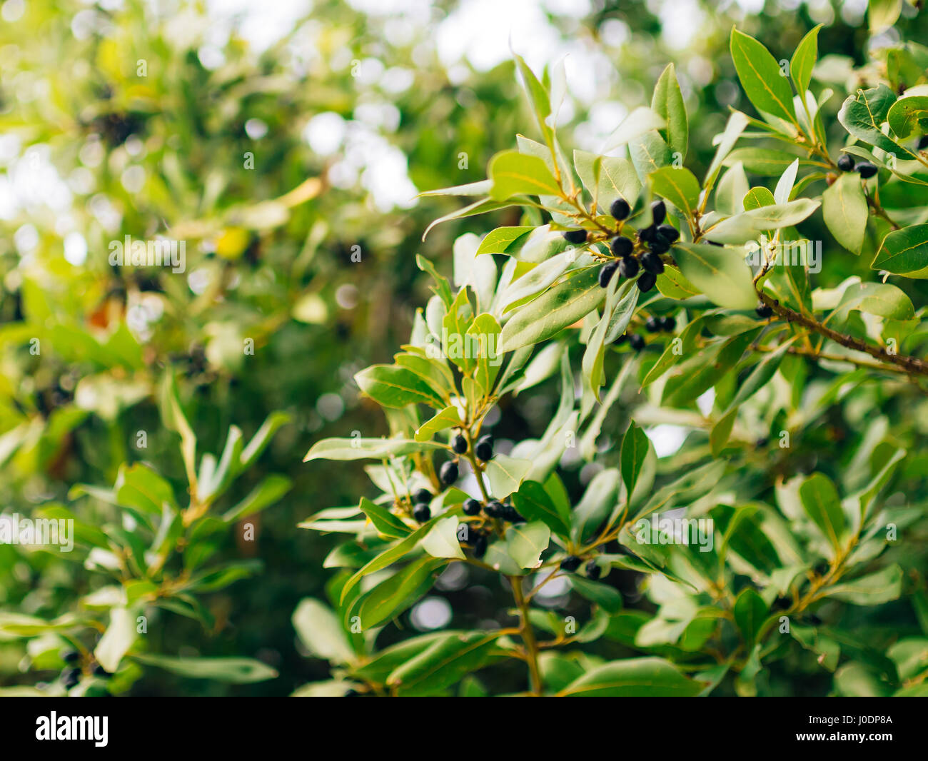 Leaves of laurel and berries on a tree. Laurel leaf in the wild Stock ...