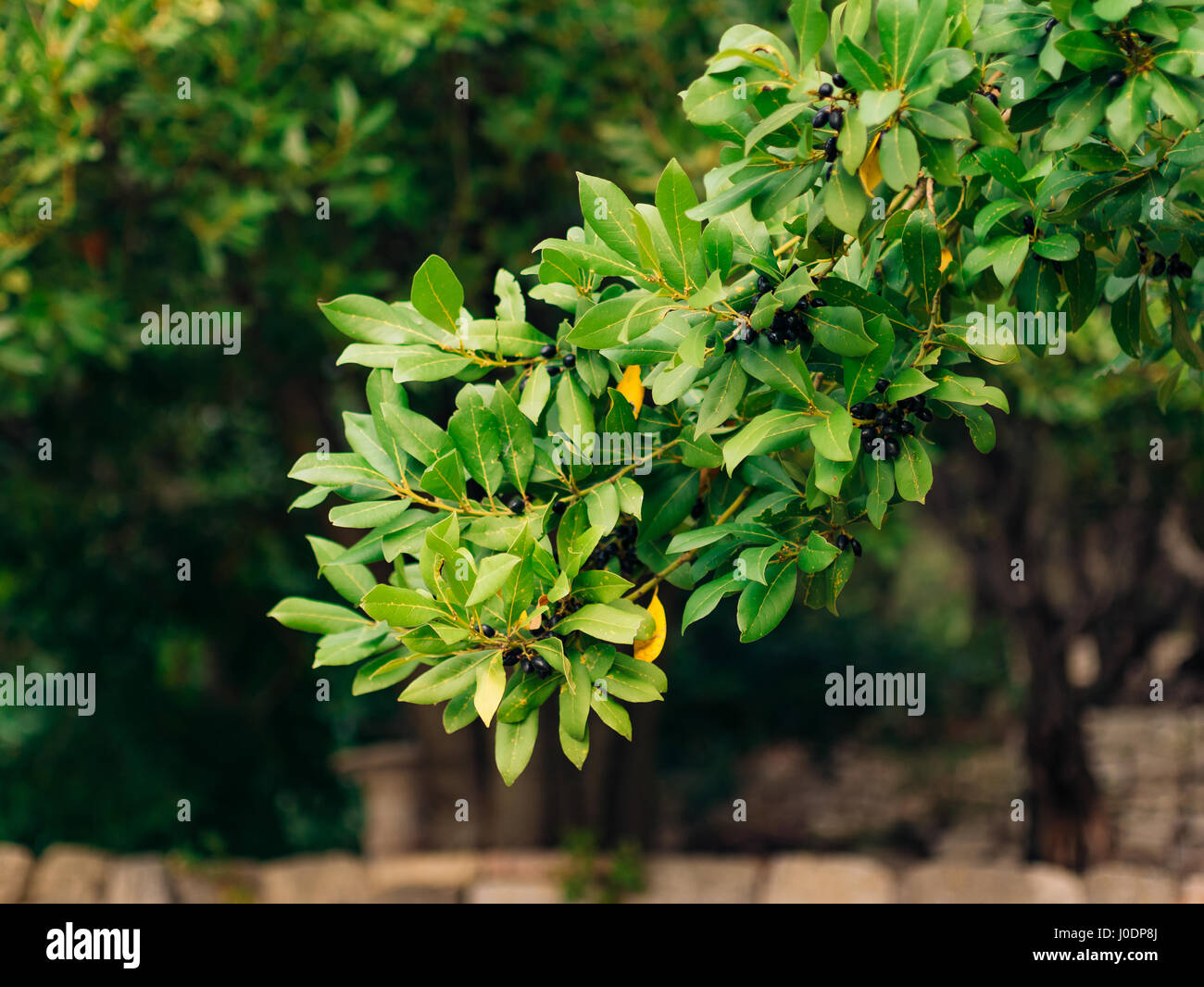 Leaves of laurel and berries on a tree. Laurel leaf in the wild Stock ...