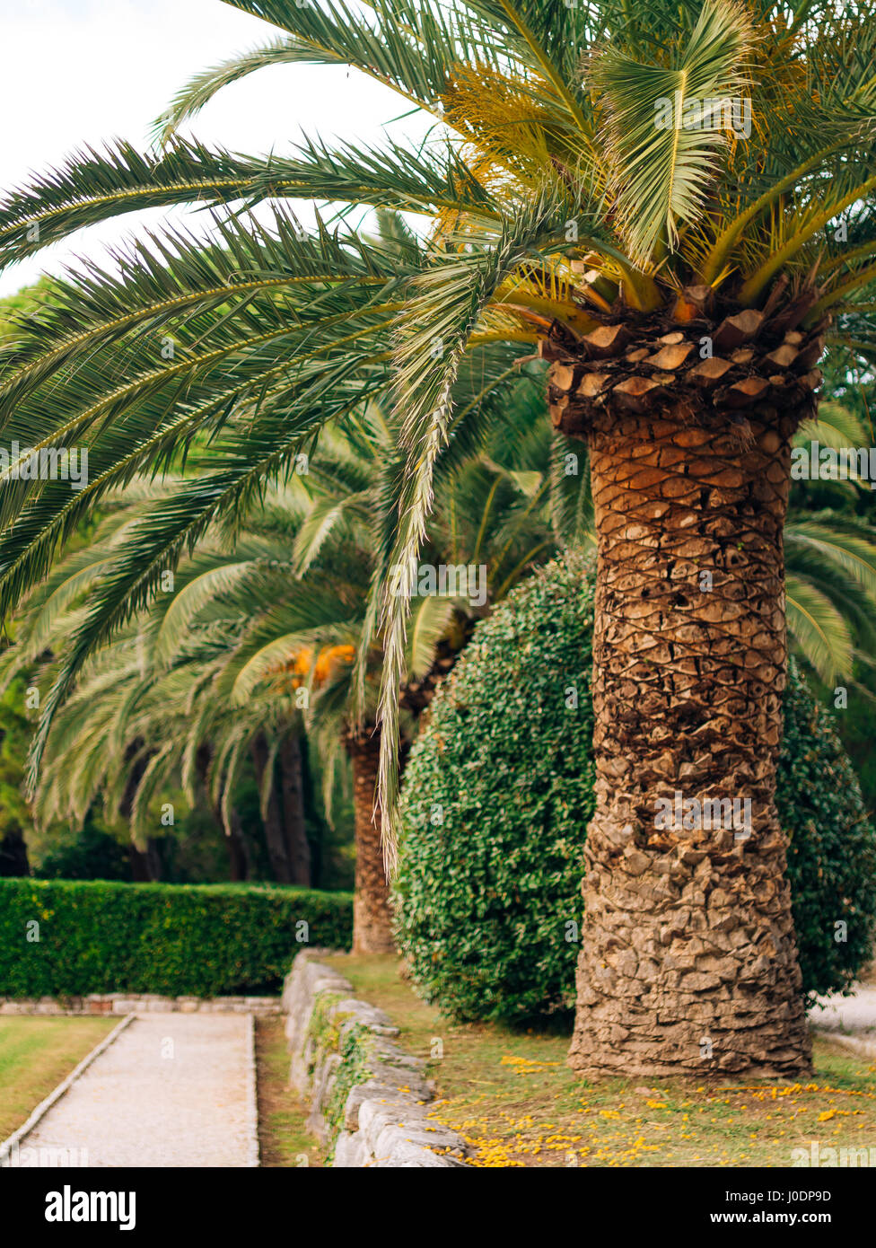 Palm tree. Date tree in Montenegro Stock Photo - Alamy