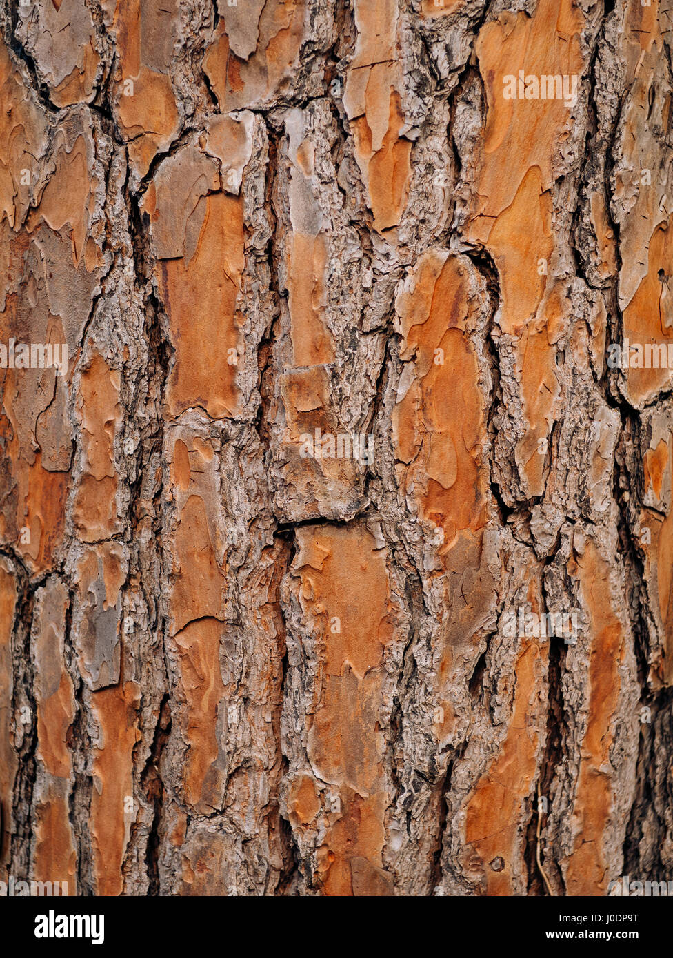 Texture of tree bark in the forest Stock Photo - Alamy