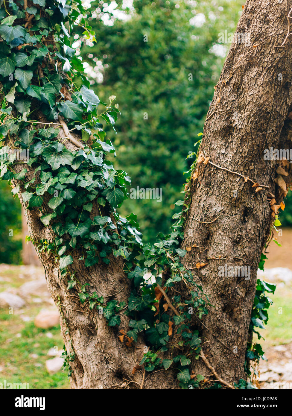 Trees overgrown with ivy. Texture of wild plants Stock Photo - Alamy