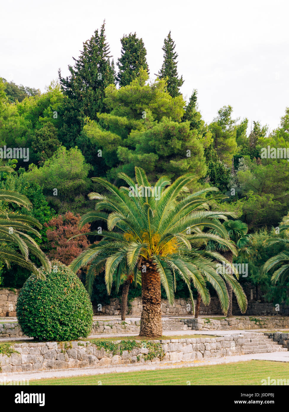 Palm tree. Date tree in Montenegro Stock Photo - Alamy