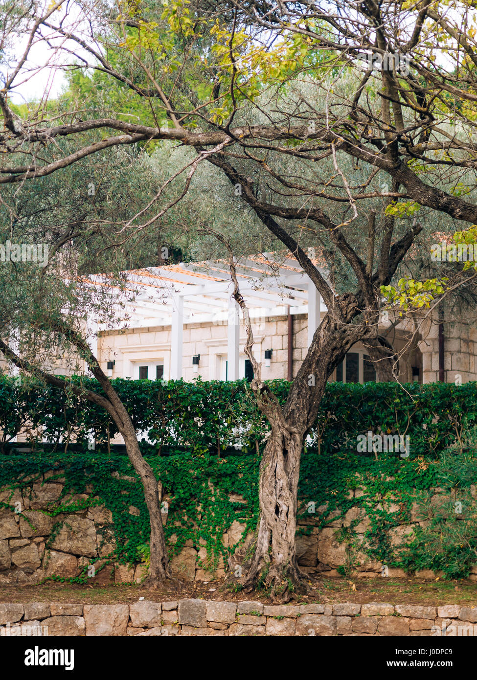 Olive Tree. Olive groves and gardens Stock Photo - Alamy