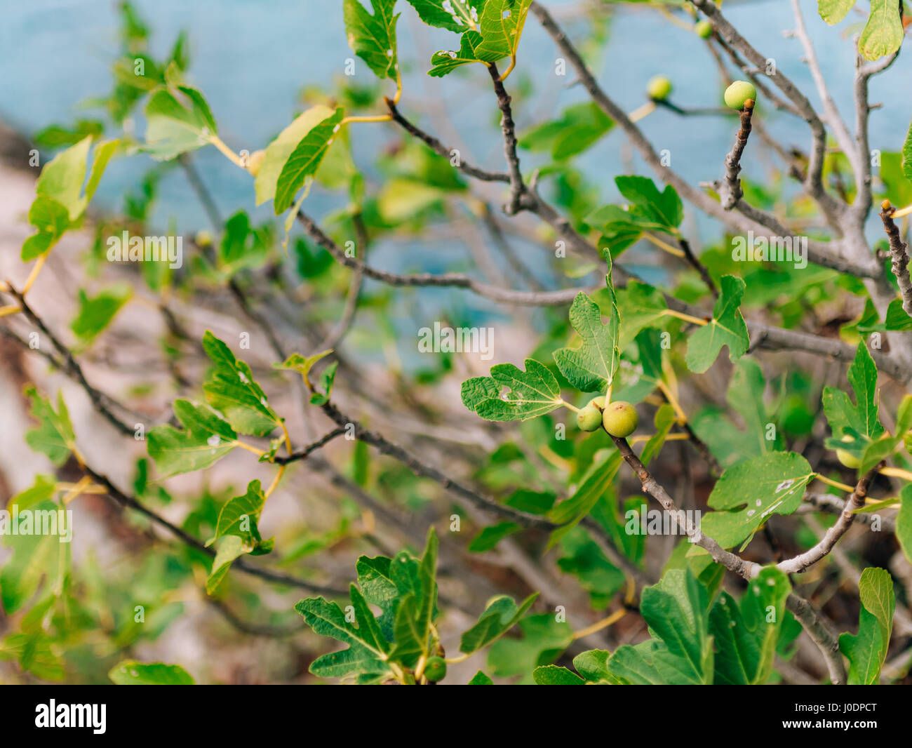 Fig trees, small fruits. Ripening figs Stock Photo - Alamy