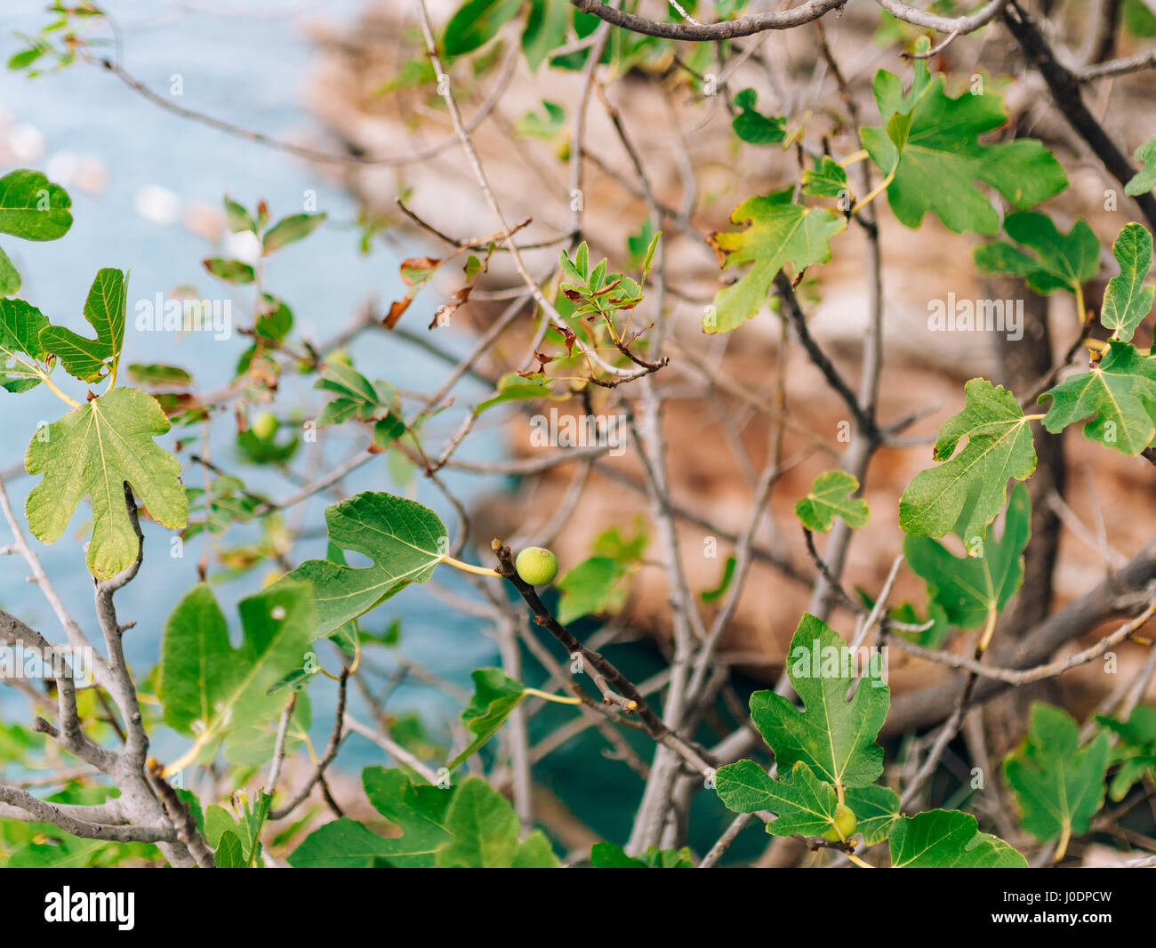 Figs tree pot hi-res stock photography and images - Alamy