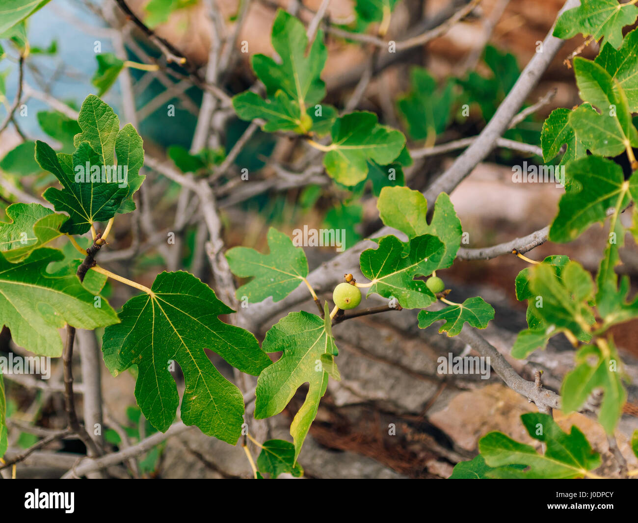 Fig trees, small fruits. Ripening figs Stock Photo - Alamy
