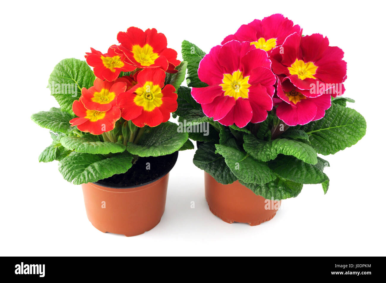 two red pink primroses in flowerpots on isolated background Stock Photo ...