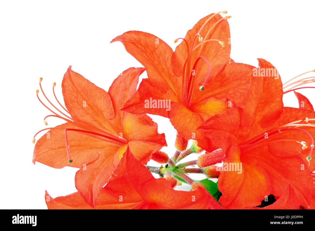 red orange azalea flower heads on white isolated background Stock Photo ...
