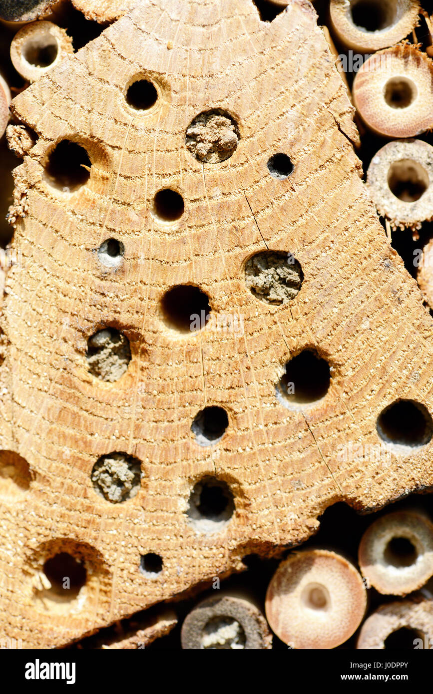 closed nest holes of Insect shelter of wild solitary bees Stock Photo ...