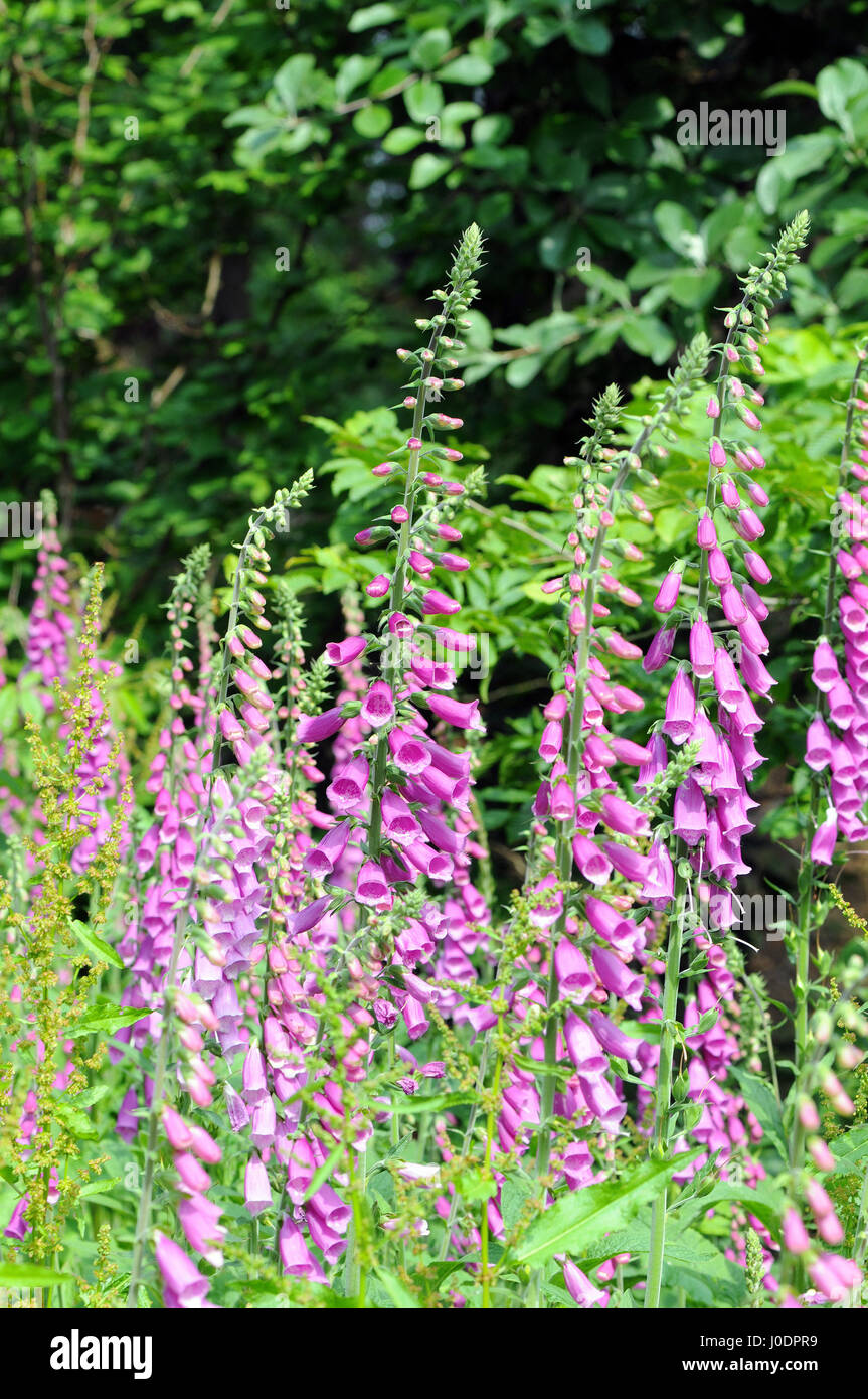 foxglove blossom in summer Stock Photo - Alamy