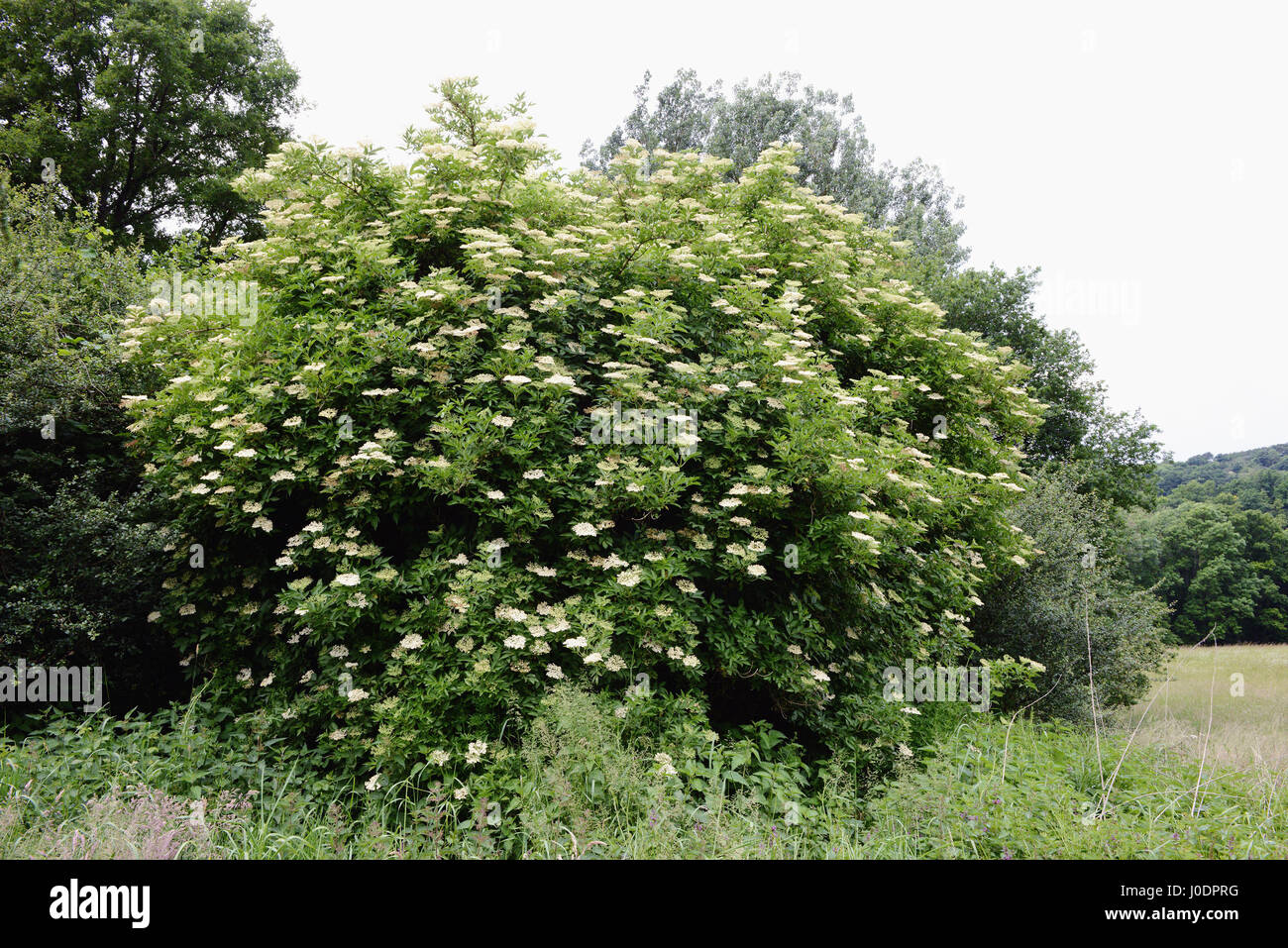 European black elder sambucus hi-res stock photography and images - Alamy