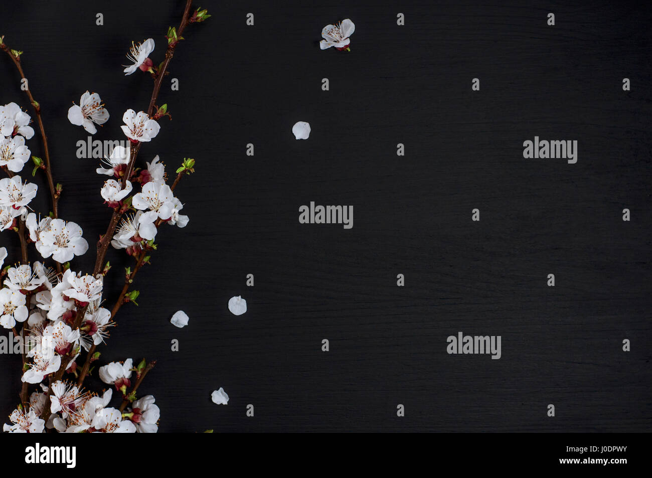 Cherry blossom on a black surface, empty space on the right Stock Photo ...