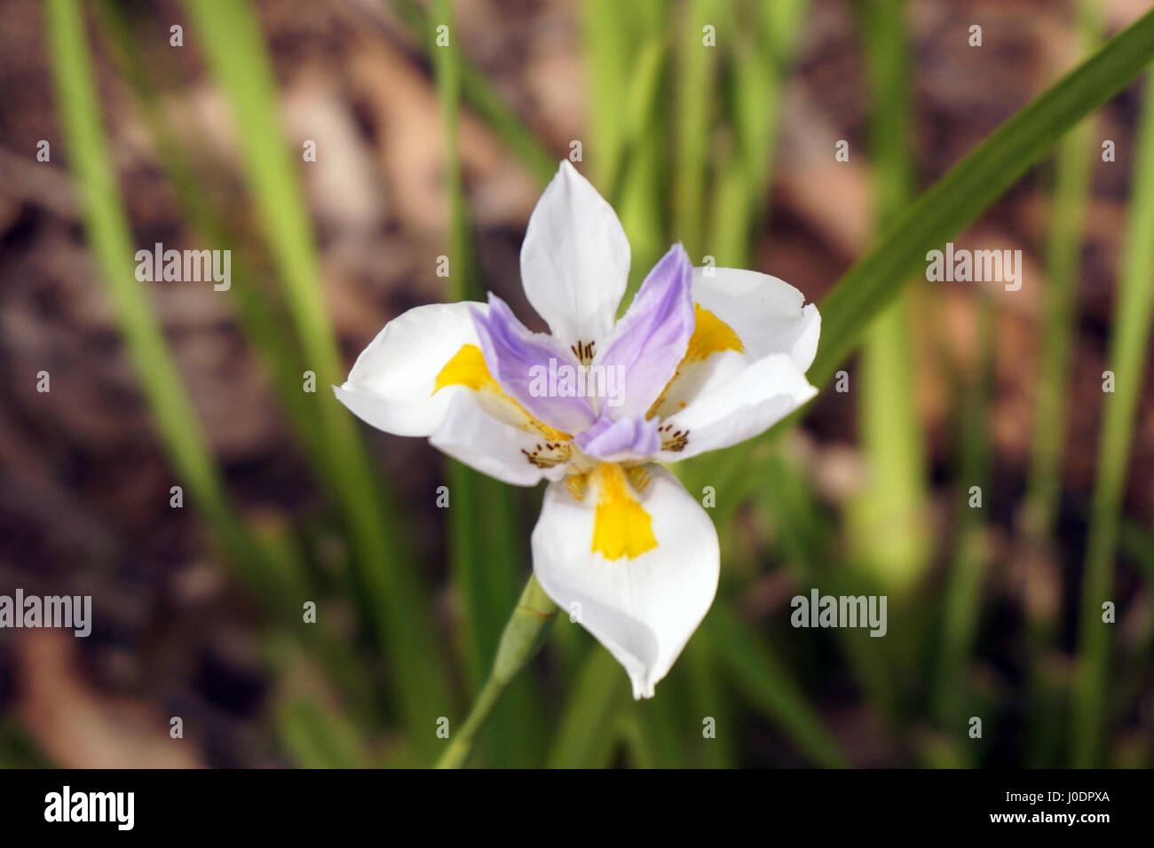 White yellow iris hi-res stock photography and images - Alamy