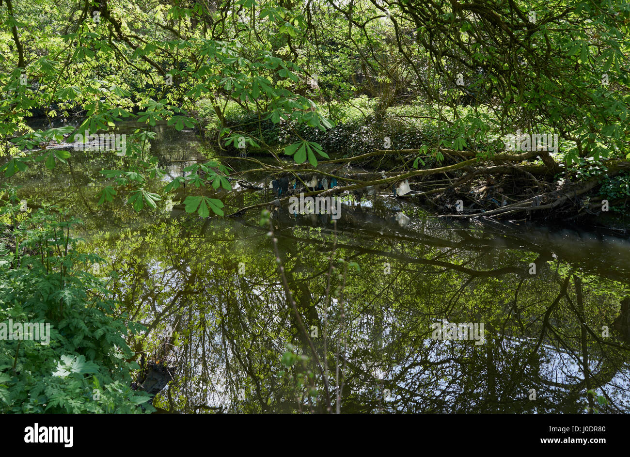 Trees and rubbish blocking river hi-res stock photography and images ...