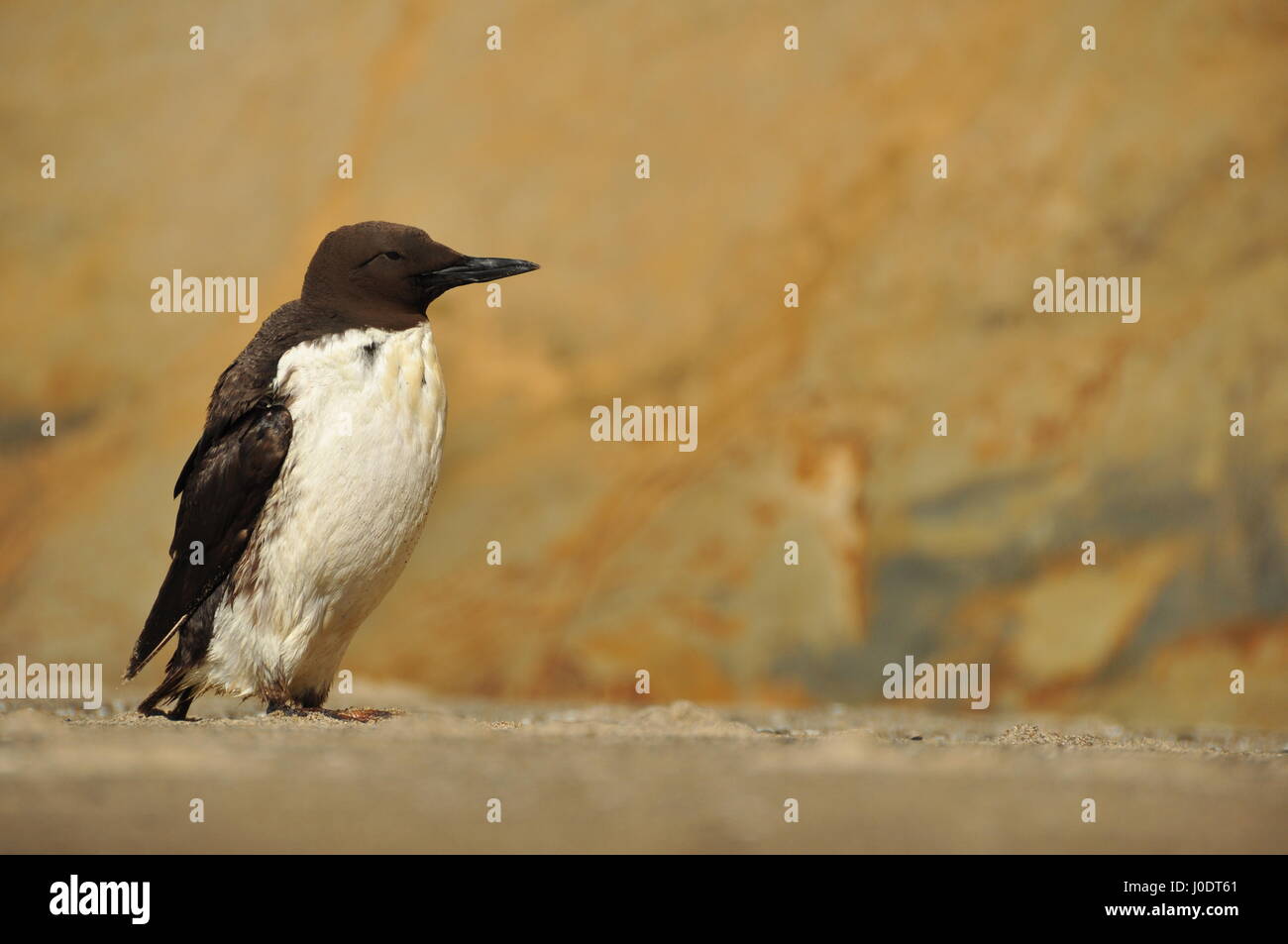 Pacific puffin hi-res stock photography and images - Alamy