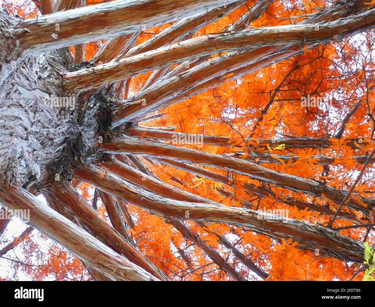 Tree branches shooting trunk hi-res stock photography and images - Alamy